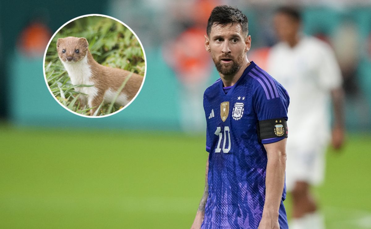 Ya no es la Pulga: el apodo animal que le pusieron a Messi en la ...