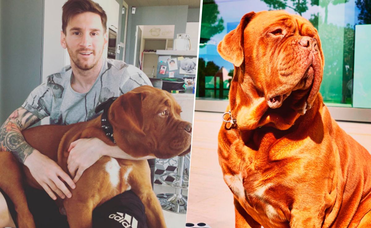 Hulk, el perro de Messi, en un delicado estado de salud - Bolavip Argentina