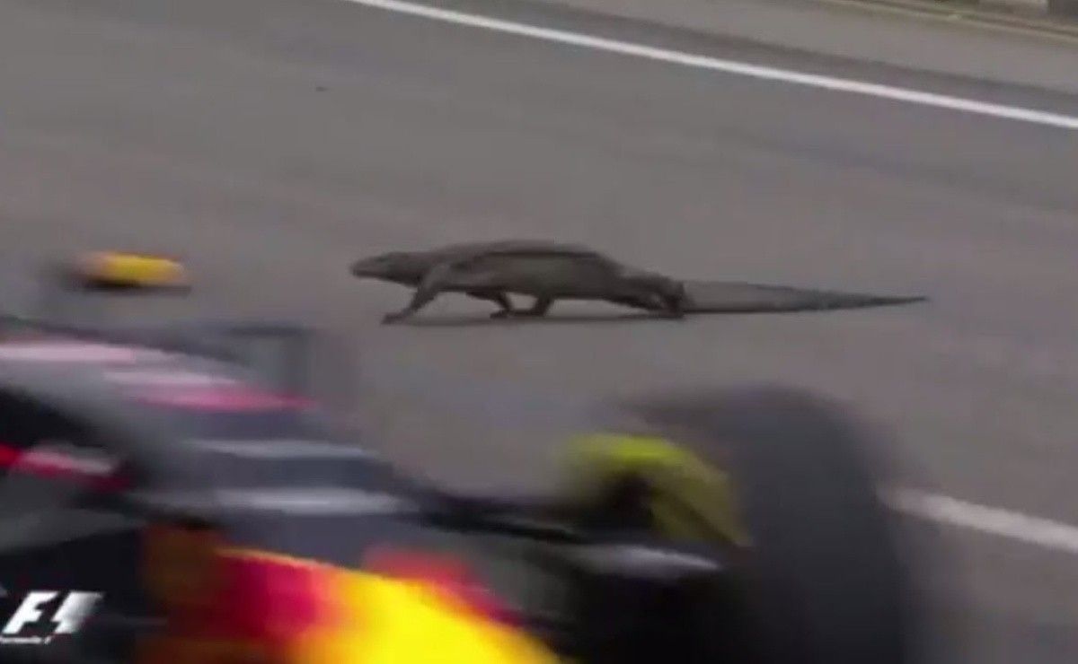 F1 Miami cautions drivers of iguanas jumping on the track - Bolavip US