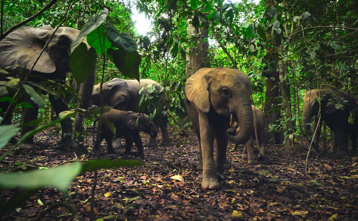 Netflix's 'Our Living World' is the second most-watched series globally ...