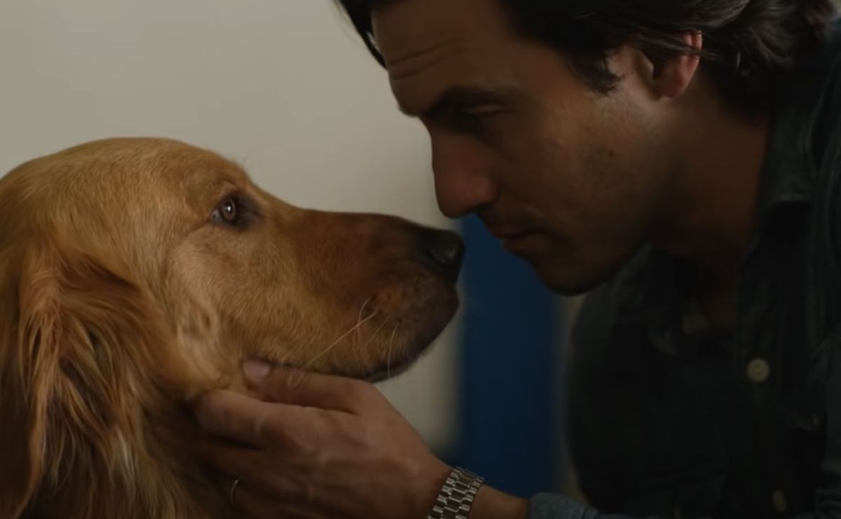 ¿Mi amigo Enzo está en Netflix, HBO Max, Prime Video o Disney+ ...