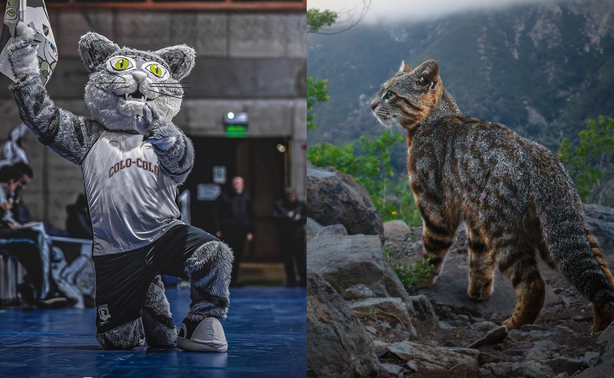 El Gato Colo Colo: Su relación con el Cacique y el origen mapuche ...