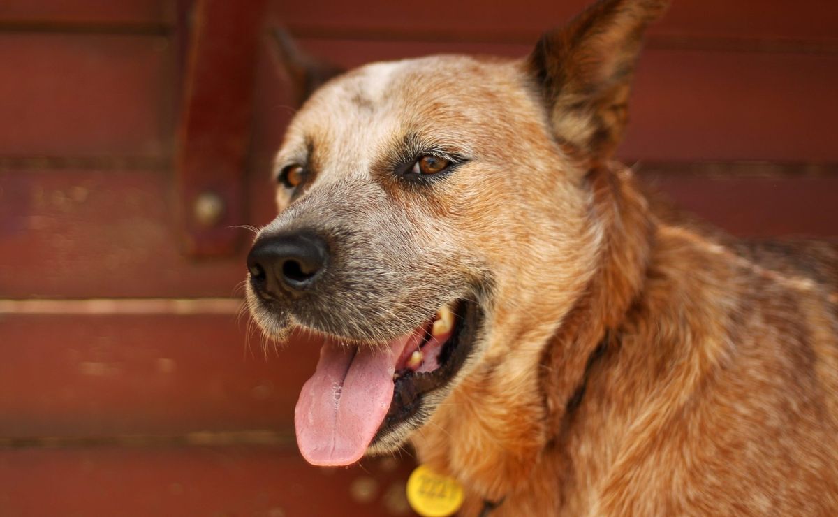 ¿Cómo funciona el Registro Nacional de Mascotas?