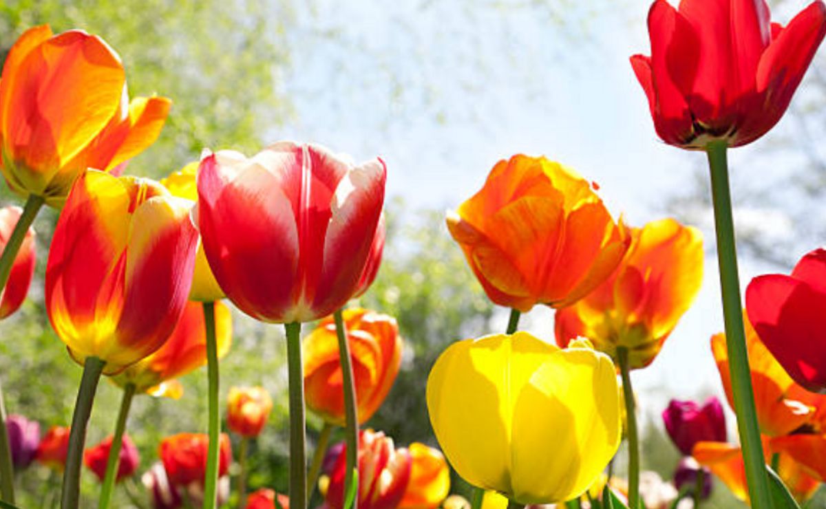 ¿Cuándo termina el invierno en Chile y empieza la primavera?