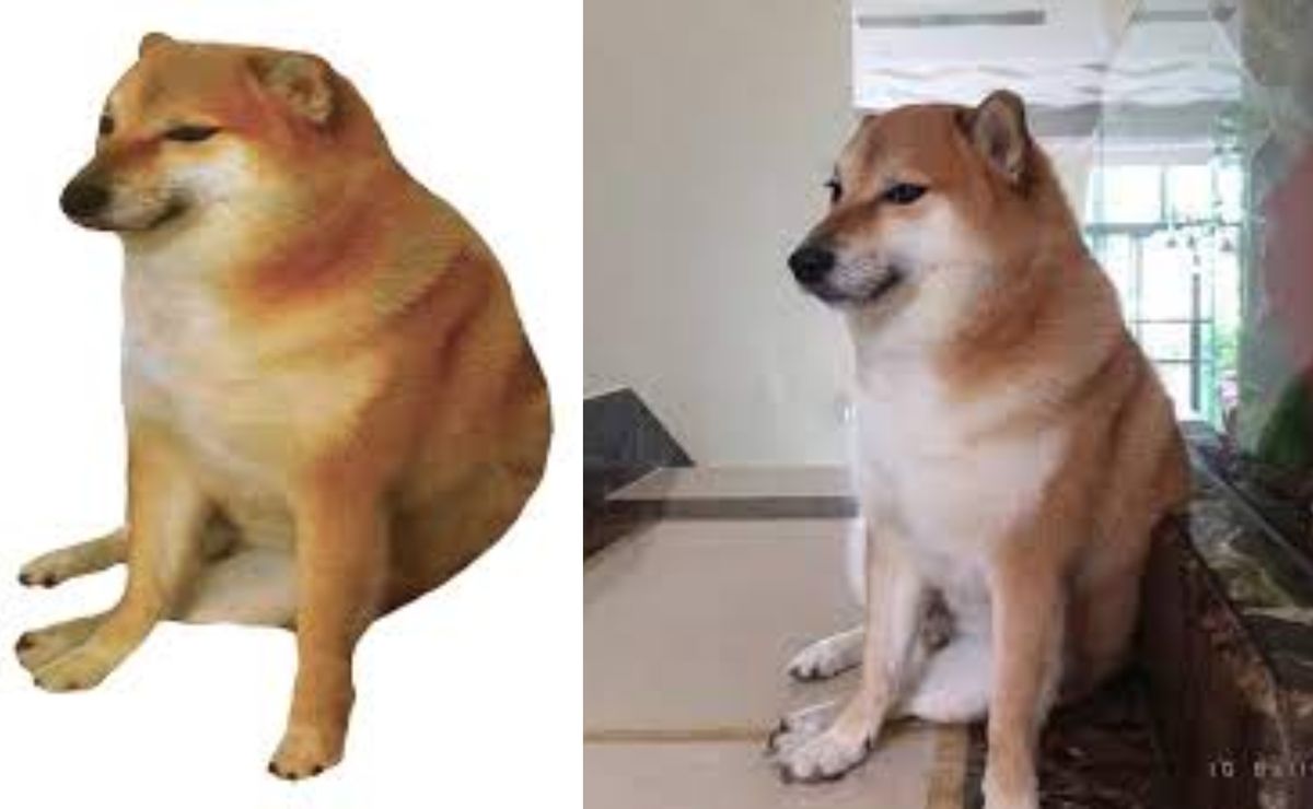 Muere el icónico perrito meme "Cheems" de raza shiba inu sufría cáncer