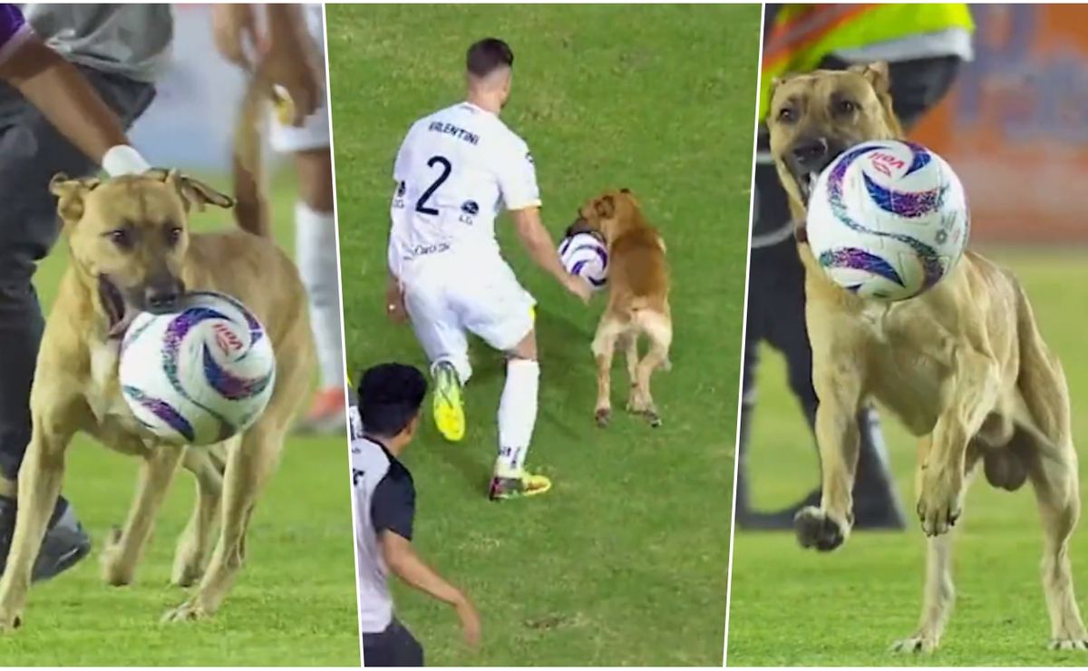 El perro Messi: can la rompe tras ingresar a la cancha en México