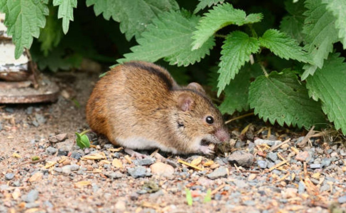 ¿Cuáles son los síntomas del Virus Hanta?