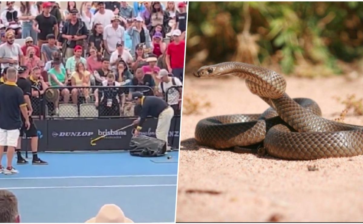 ¡Pánico en el ATP de Brisbane! Serpiente irrumpe en plena cancha
