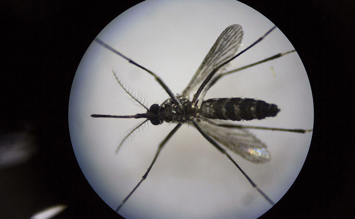 Emergencia por dengue en Perú: ¿Puede pasar en Chile?